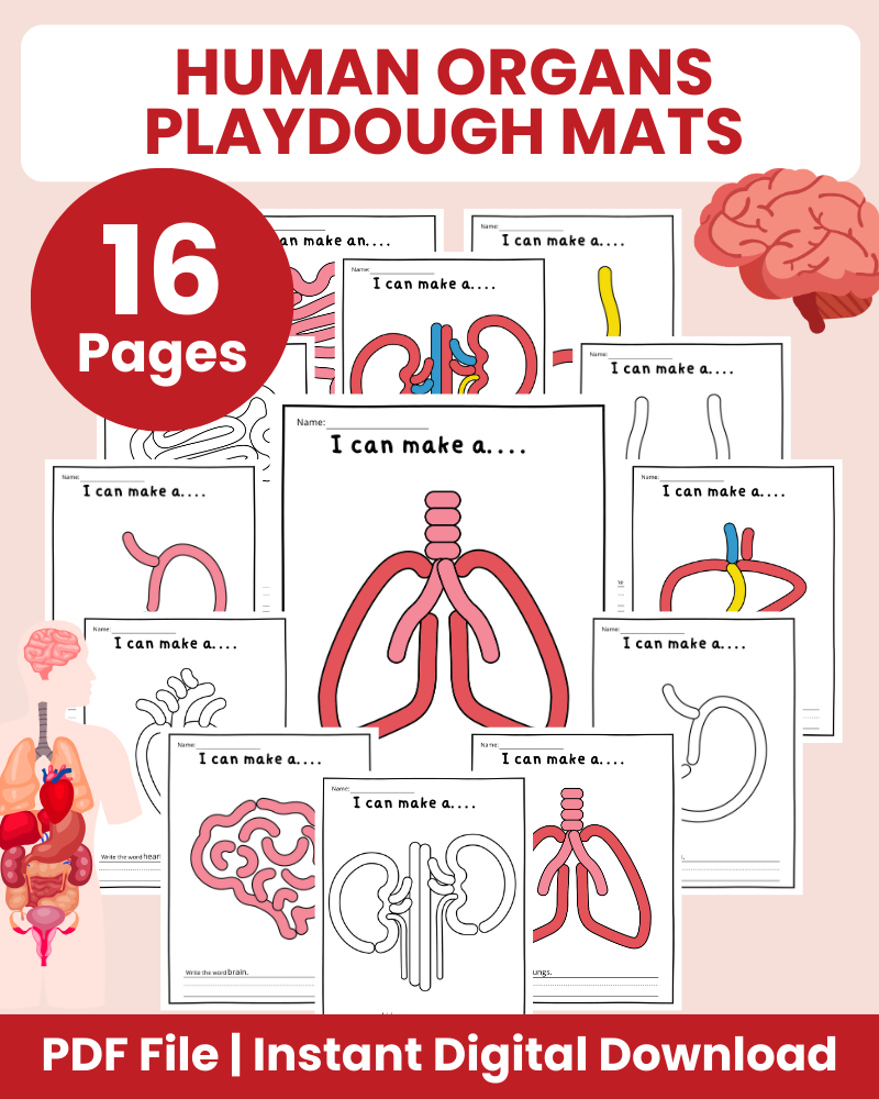 Human Organs Playdough Mats (16 Pages total) – 24hourprintables.com