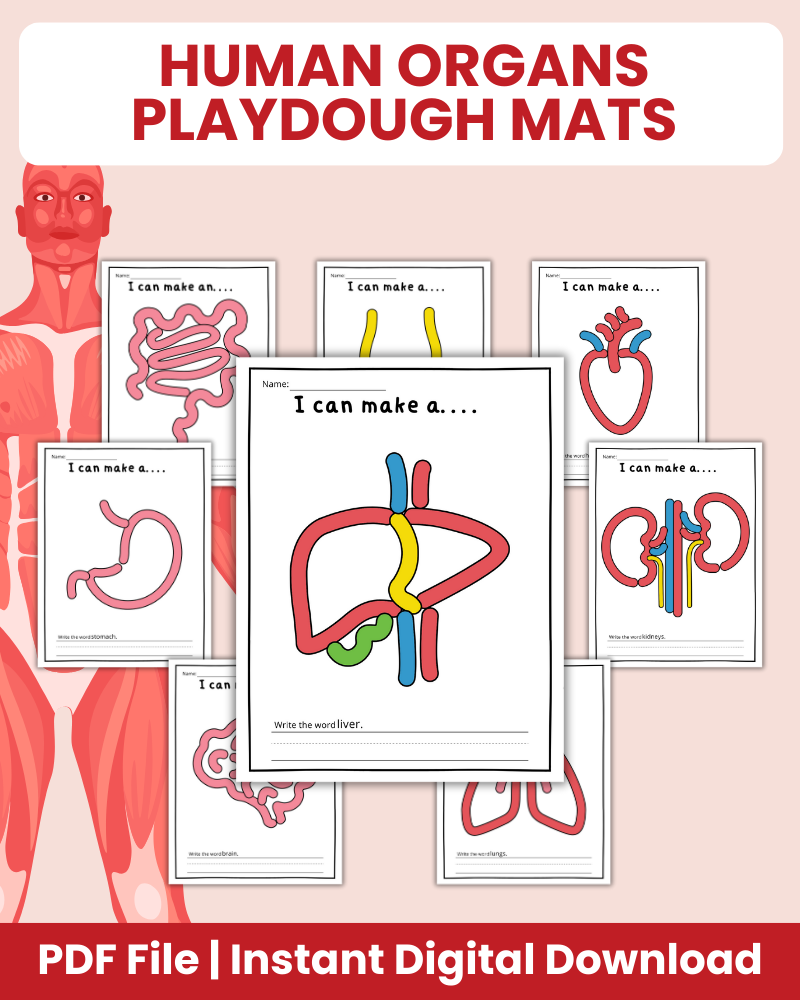 Human Organs Playdough Mats (16 Pages total) – 24hourprintables.com
