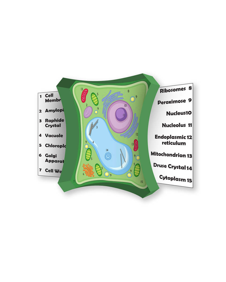 Plant Cell Diorama 3D Diorama Printable (6 Pages Total ...