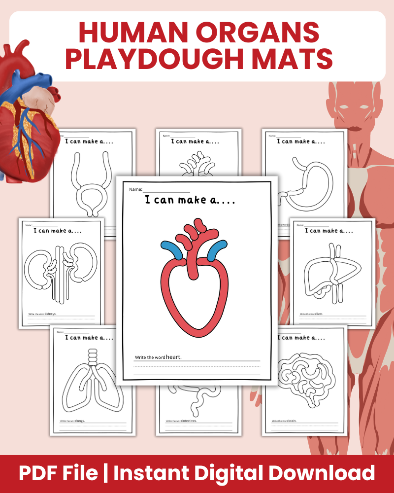 Human Organs Playdough Mats (16 Pages total) – 24hourprintables.com